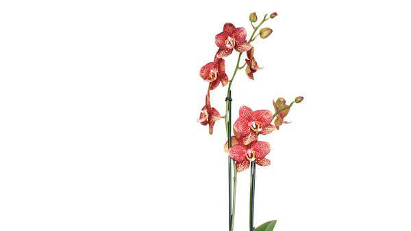 Aldi has stunning Mother’s Day flowers starting at just $1.19