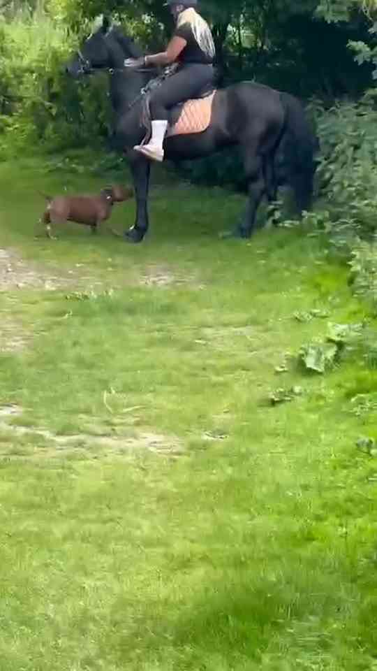 Off-lead dog attacks showjumping pony in sudden incident