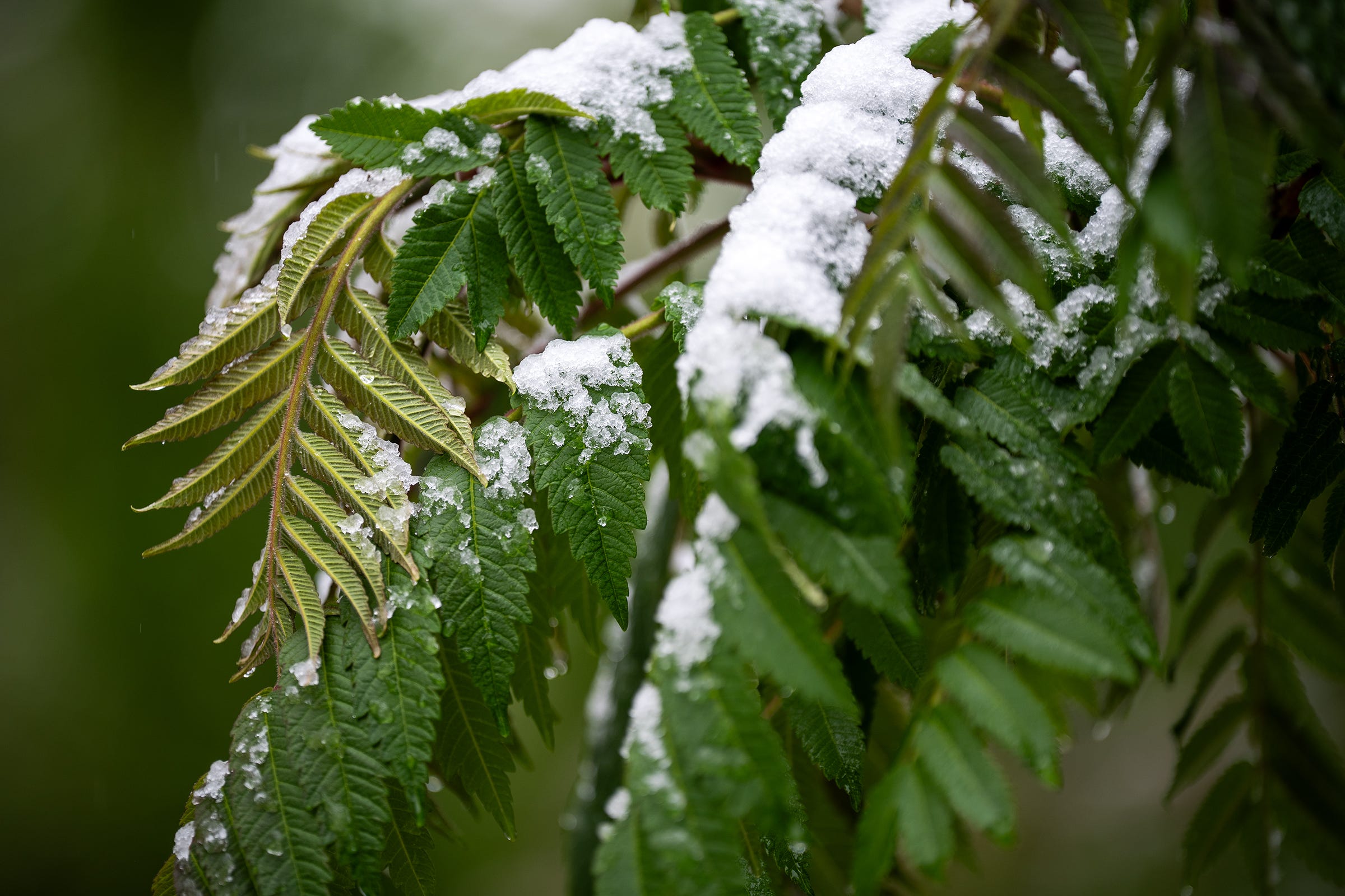 Colorado snowstorm intensifies, forecast snowfall totals increase