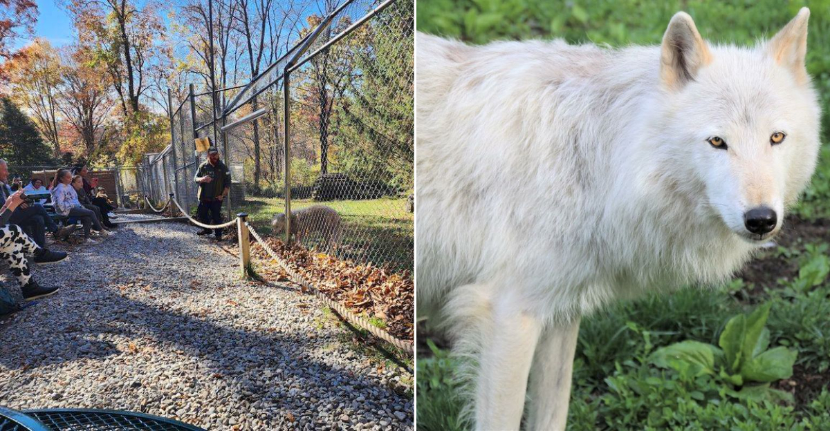 This New York wolf sanctuary allows you to get closer to these ...