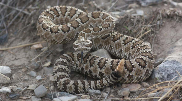 11 rattlesnake bites in WA already. Tri-Cities area among most at risk