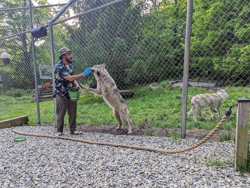 This New York wolf sanctuary allows you to get closer to these ...