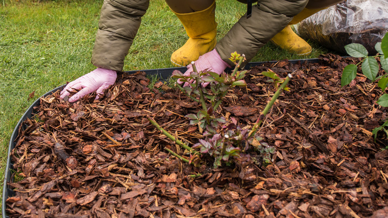 Say Goodbye To Traditional Mulch: The Eco-Friendly Alternative That's ...