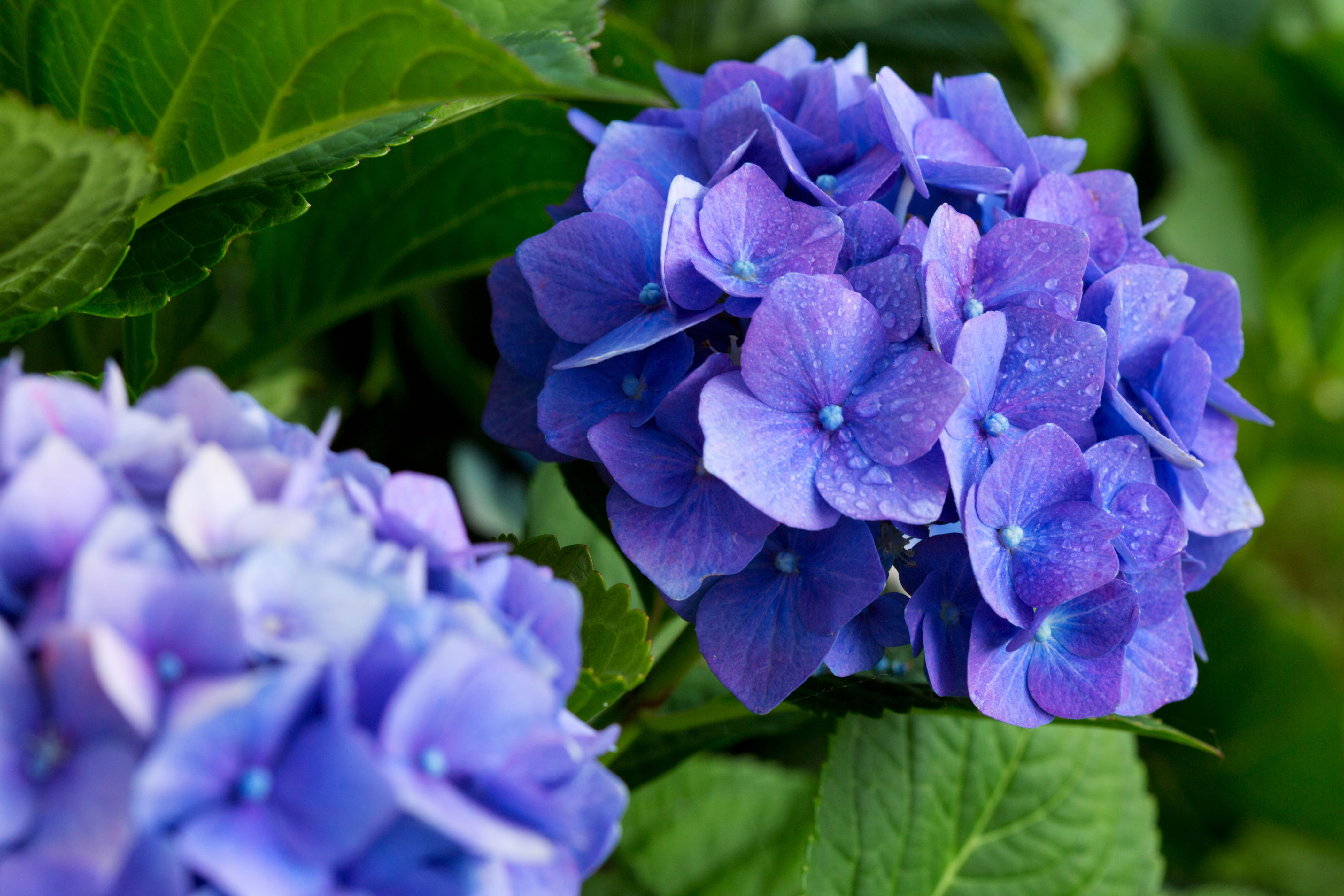 Hortensia’s in de tuin? Zo onderhoud je ze het beste