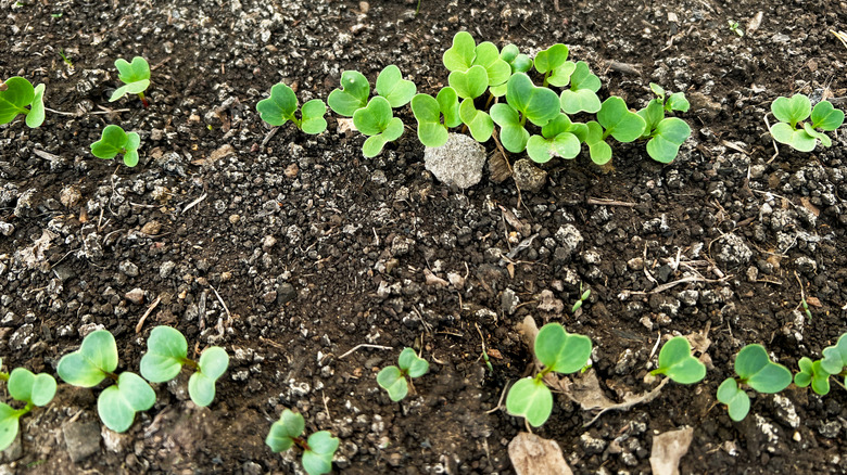 11 easy tips that make growing carrots a breeze