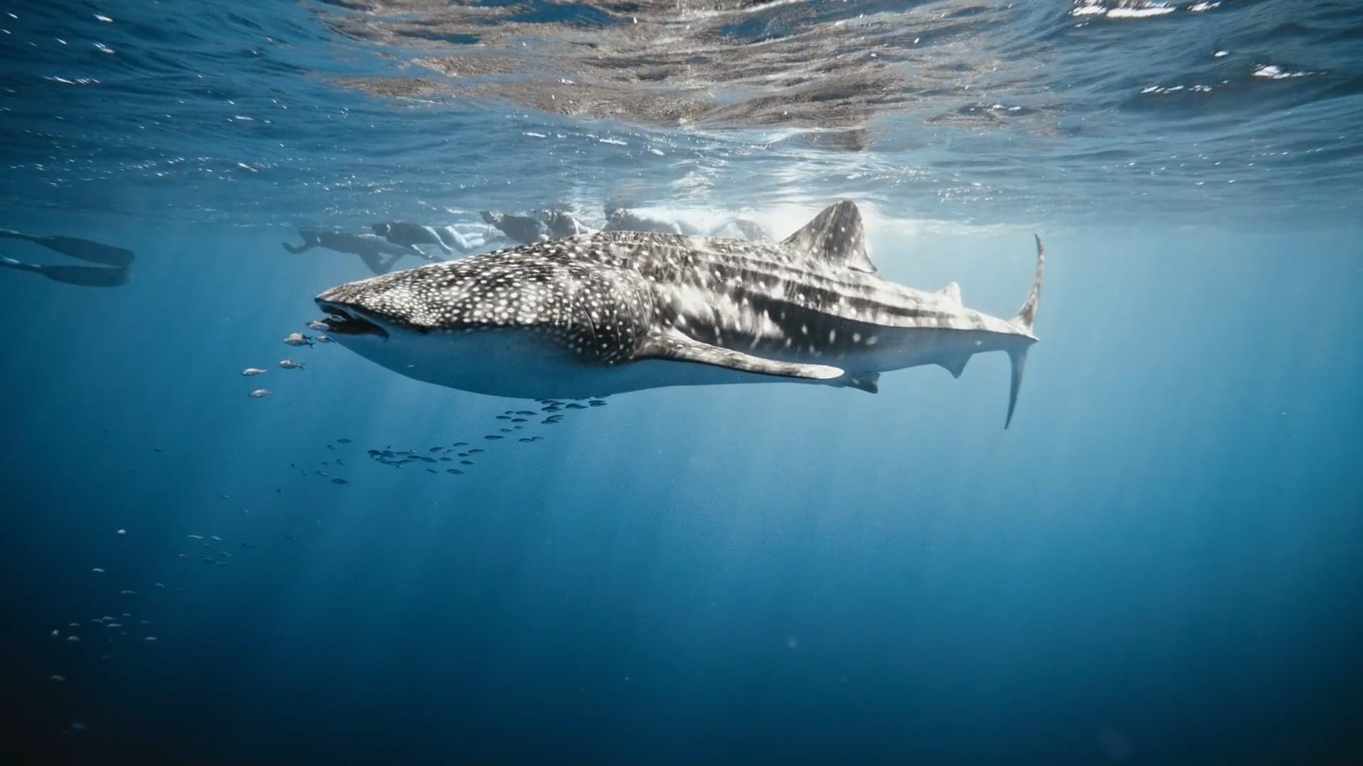 The whale shark: Footage of the world's biggest fish species - Worldwide