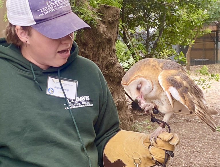 People enraptured by raptors