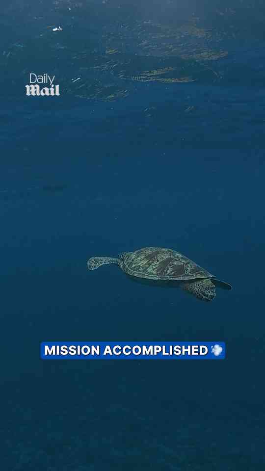 Sea turtle bumps diver during underwater encounter