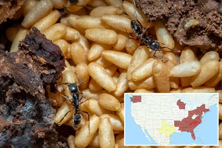 Deadly invasive insect causing ‘acute pain’ invades US — prompting ...
