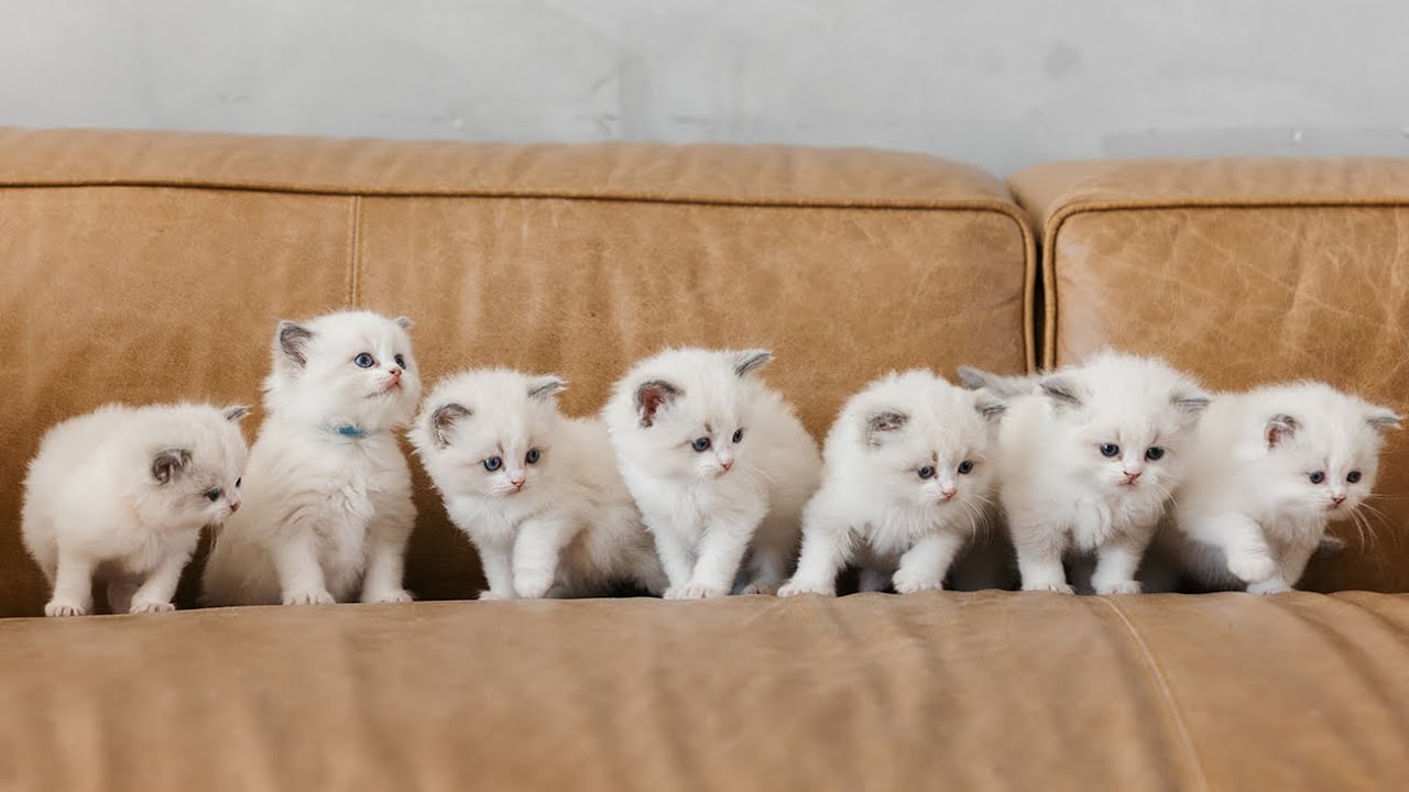 Meet the adorable 'Q' litter kittens