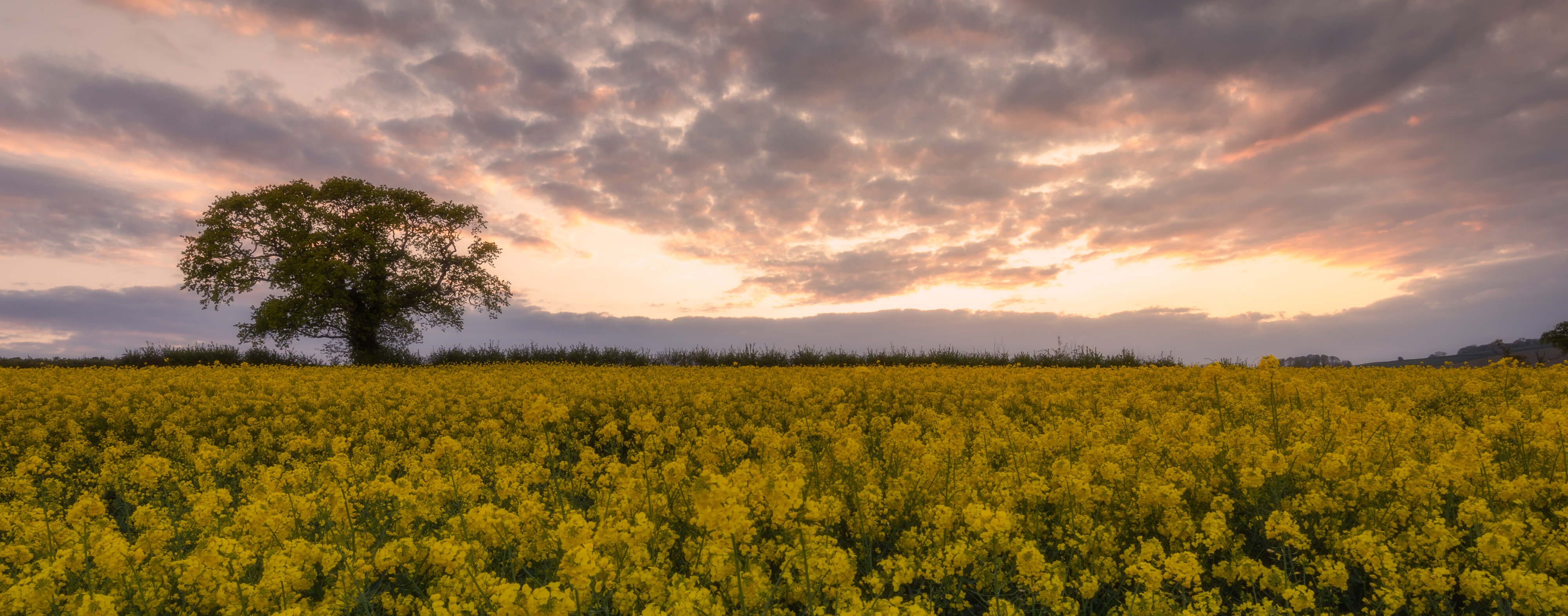 How the land surface observations network enhances understanding of ...