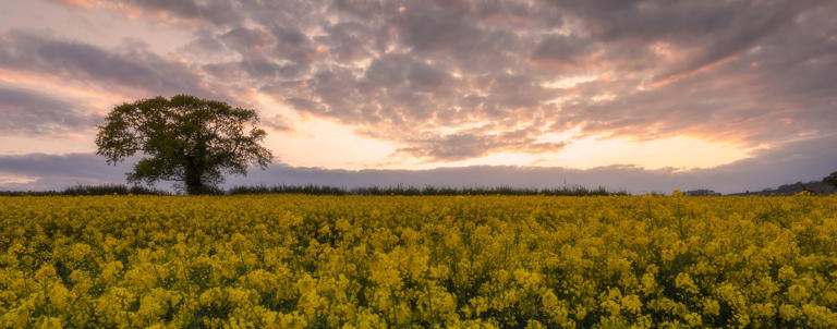 How the land surface observations network enhances understanding of ...