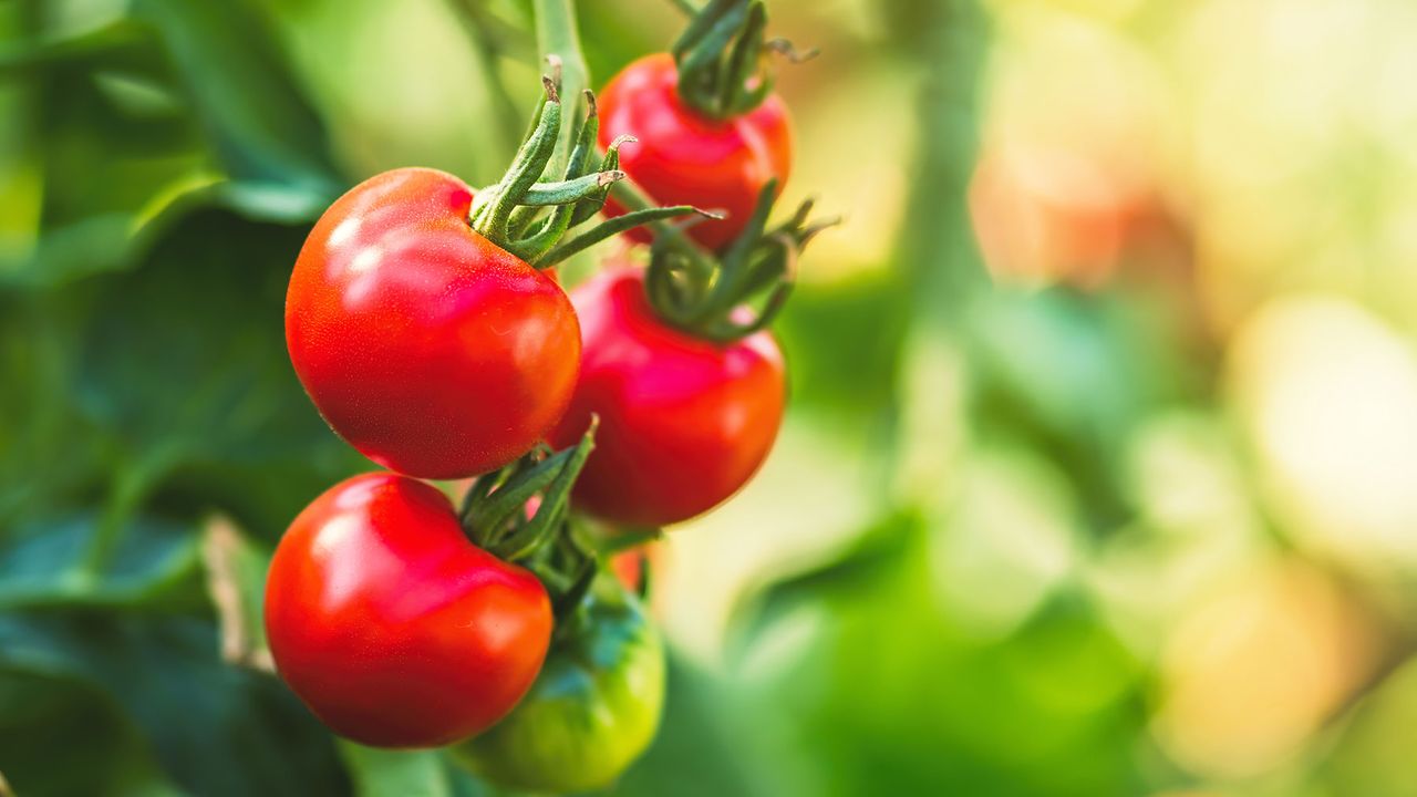 Want bigger tomatoes? This kitchen scrap could boost your plants