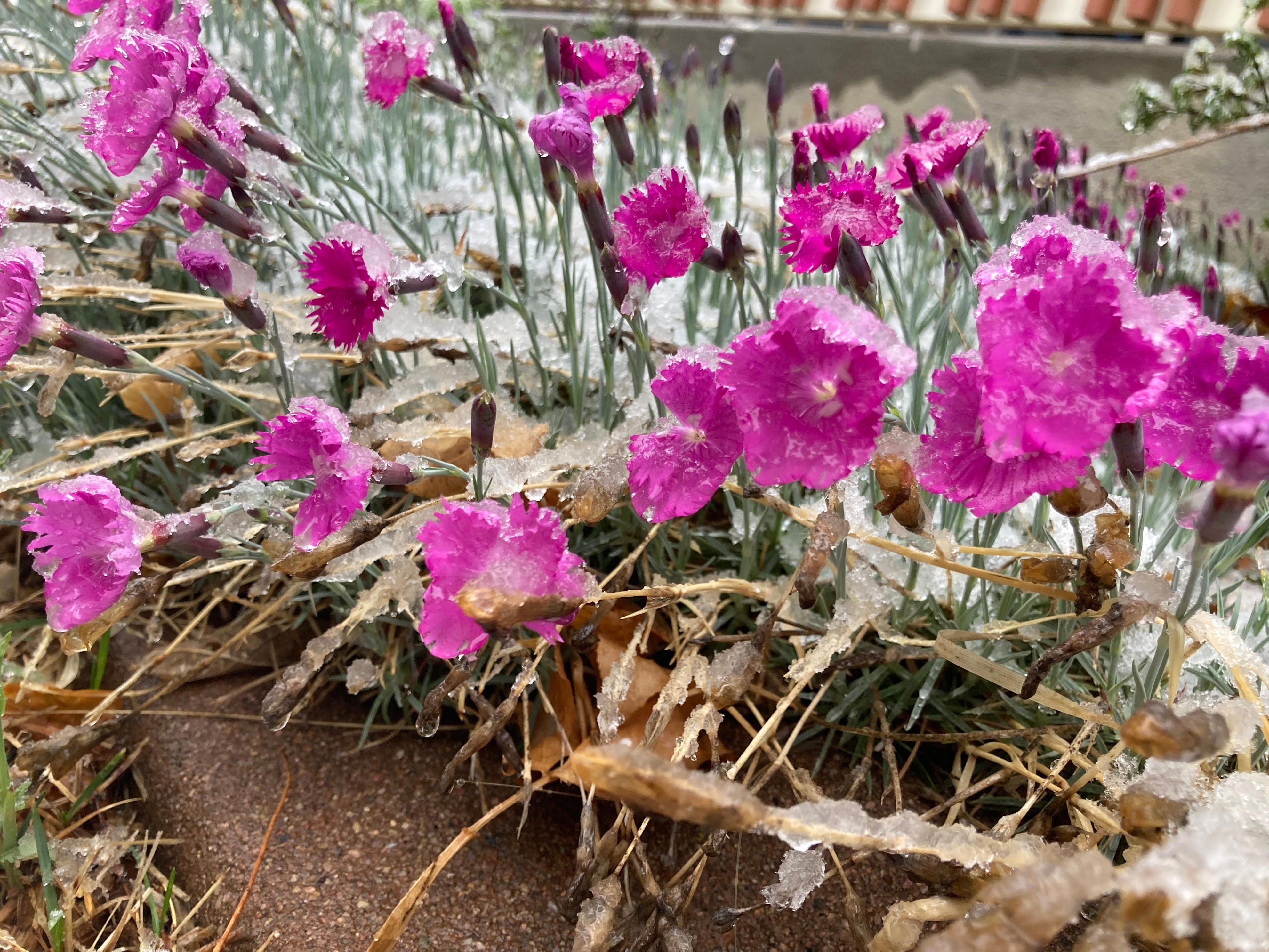 Colorado spring storm produces hail. Snow, rain in forecast this week