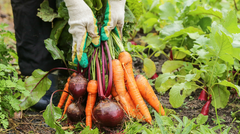 11 easy tips that make growing carrots a breeze