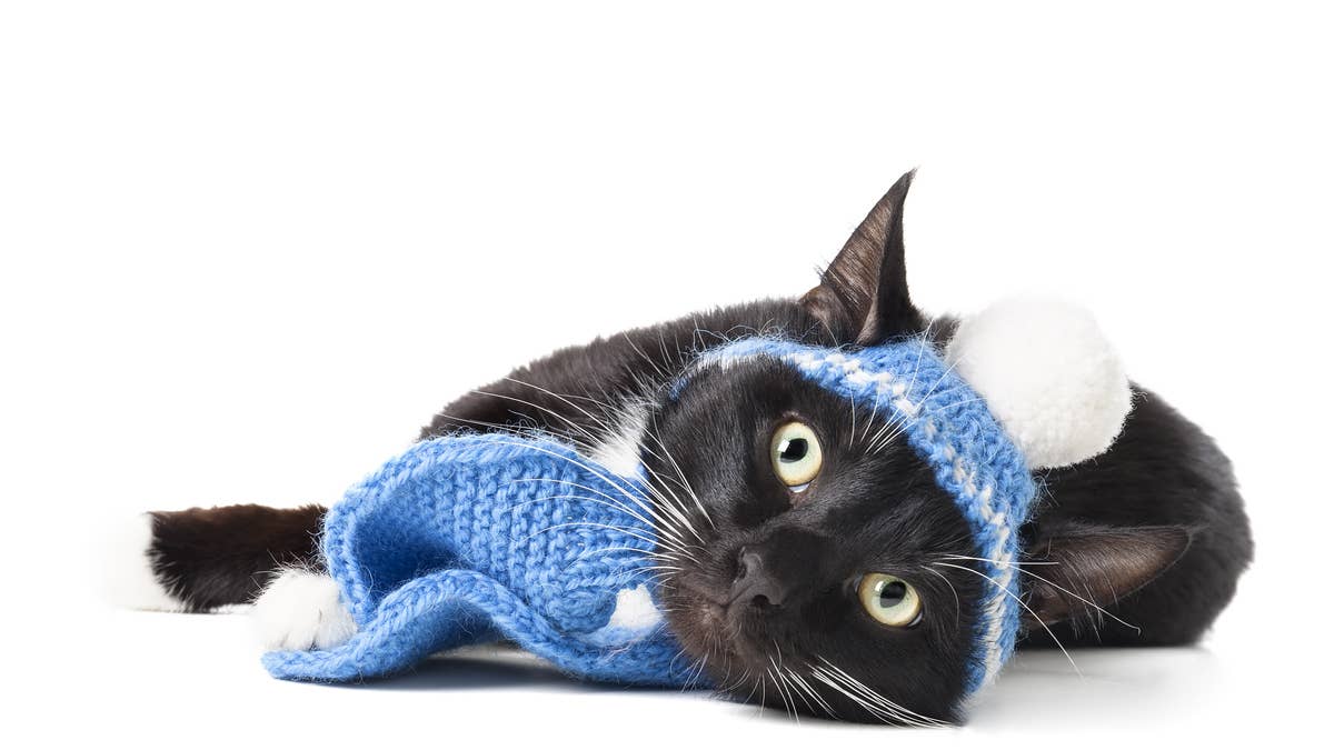 Special-needs rescue cat thinks he's a garden fairy and everyone's in love