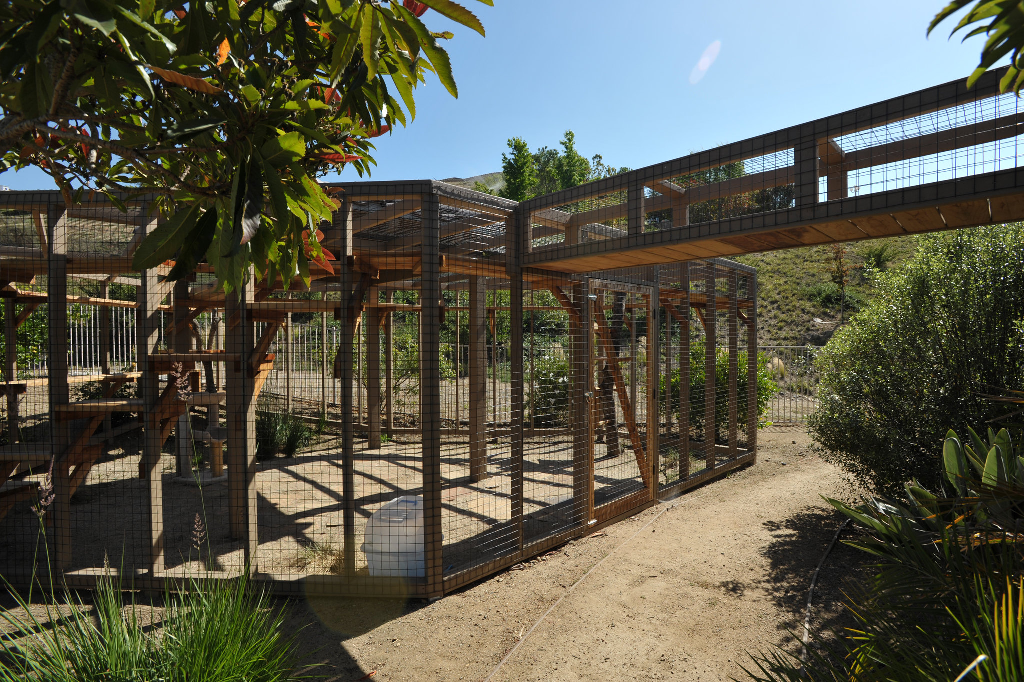 20 steps to building an outdoor cat enclosure (a “catio”)