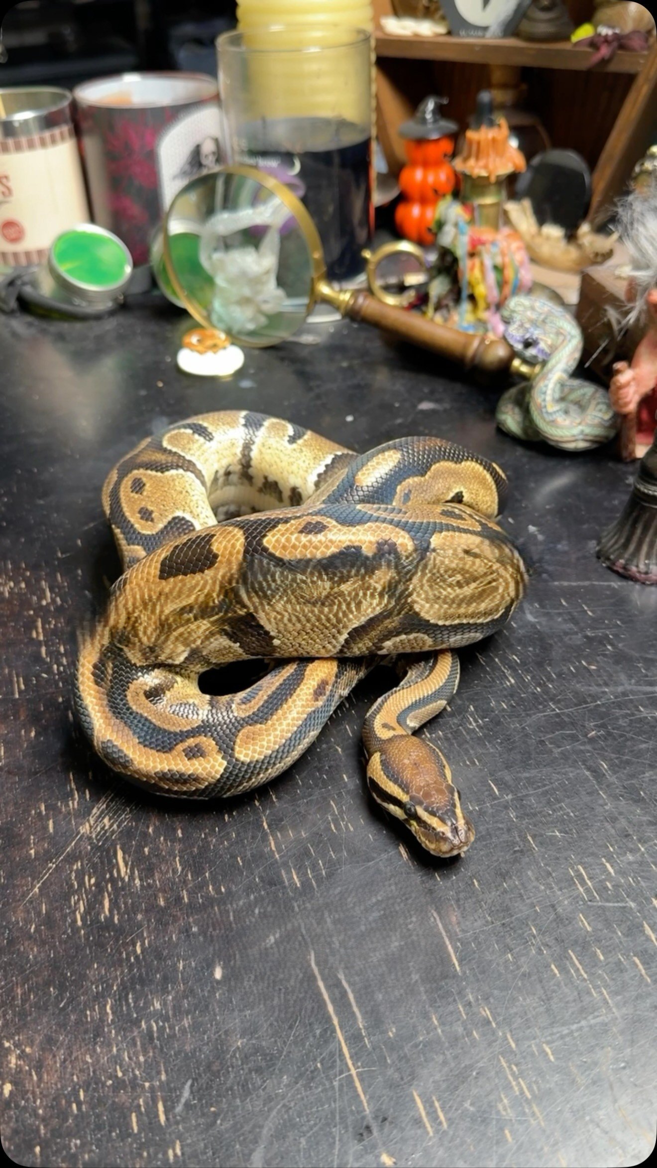 A cross-country journey with the Molinaro Snake Lab