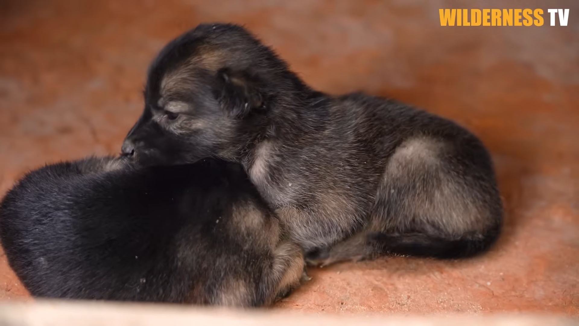 Rescue puppies finally get a safe home with a fish pond – they love it