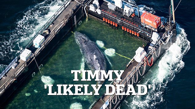 Timmy the whale 'likely dead' days after controversial rescue