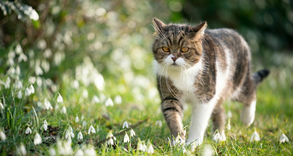 Il tuo gatto è sparito? Ecco cosa fare nelle prime ore per riportarlo a ...