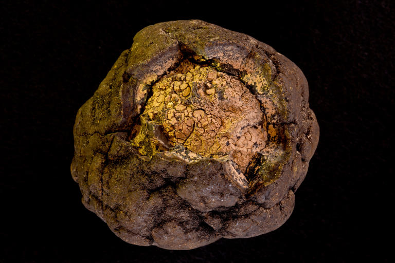 Rare species face extinction risk from some deep-sea mining, scientists say