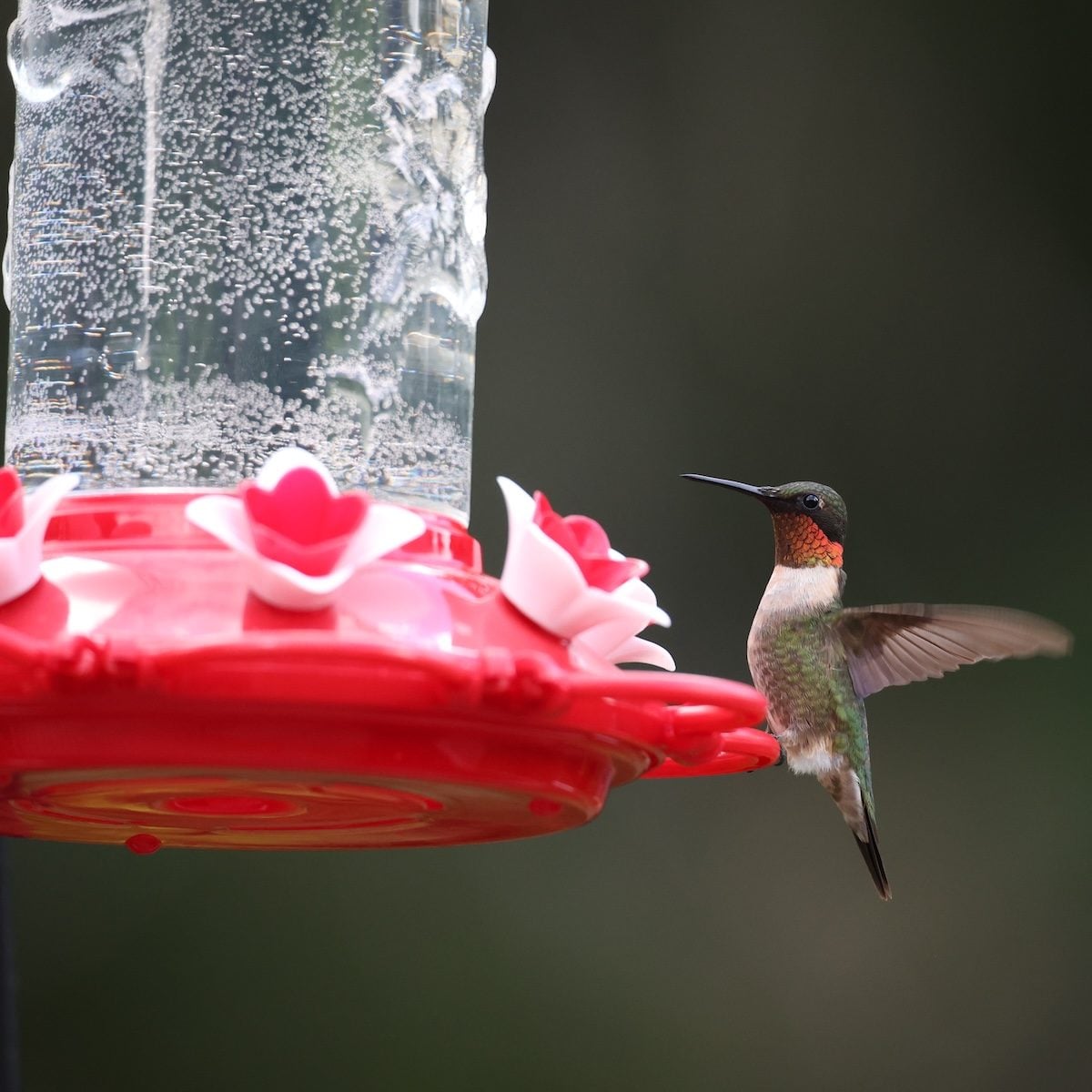 The only homemade hummingbird nectar recipe you need