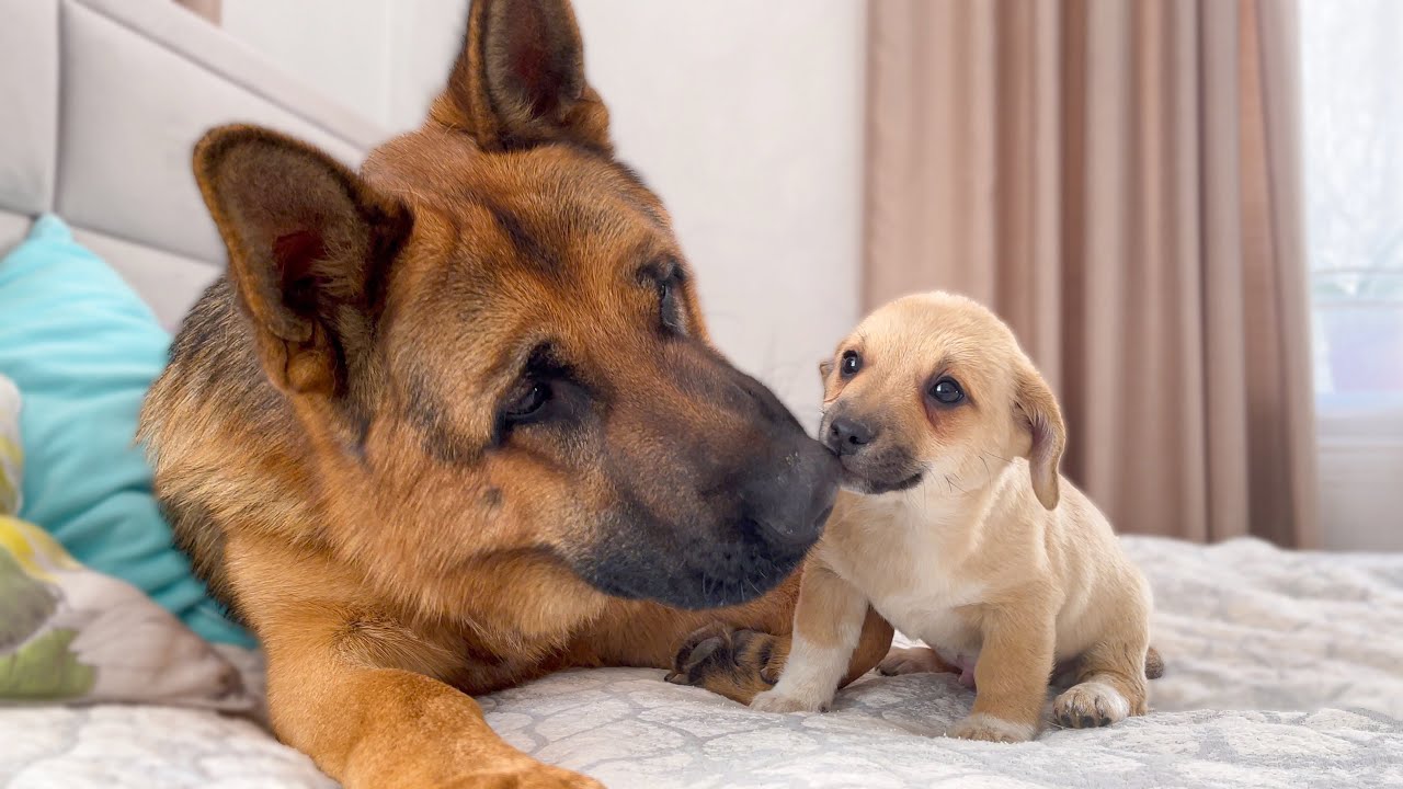 German shepherd falls in love with tiny puppy