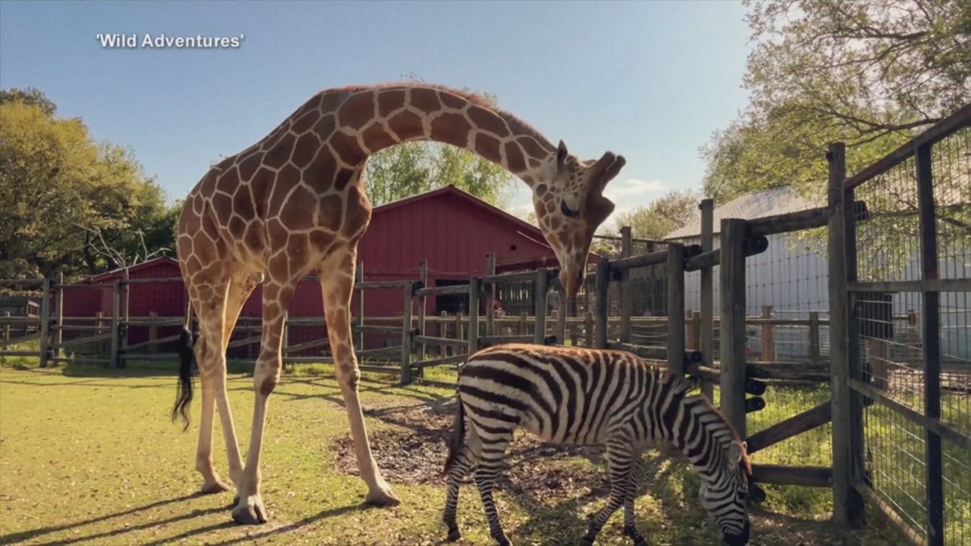 Giraffe and zebra share unlikely bond at Georgia zoo