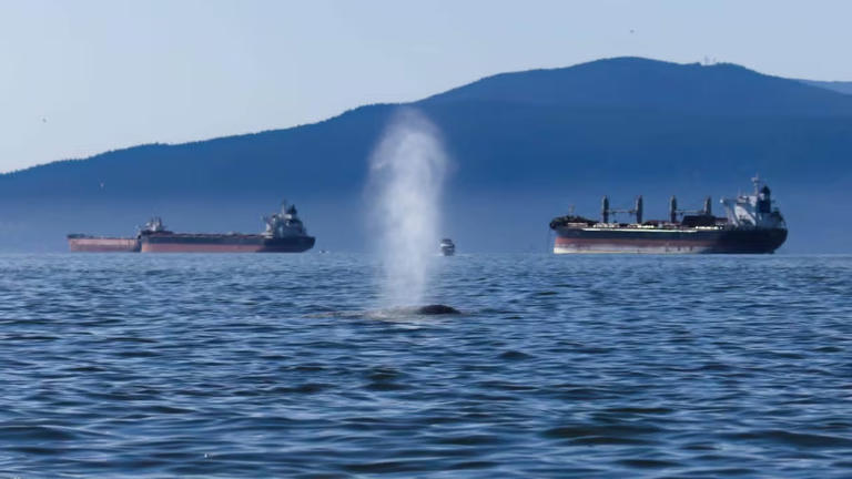 Un appel à la vigilance sur les eaux de Vancouver cet été
