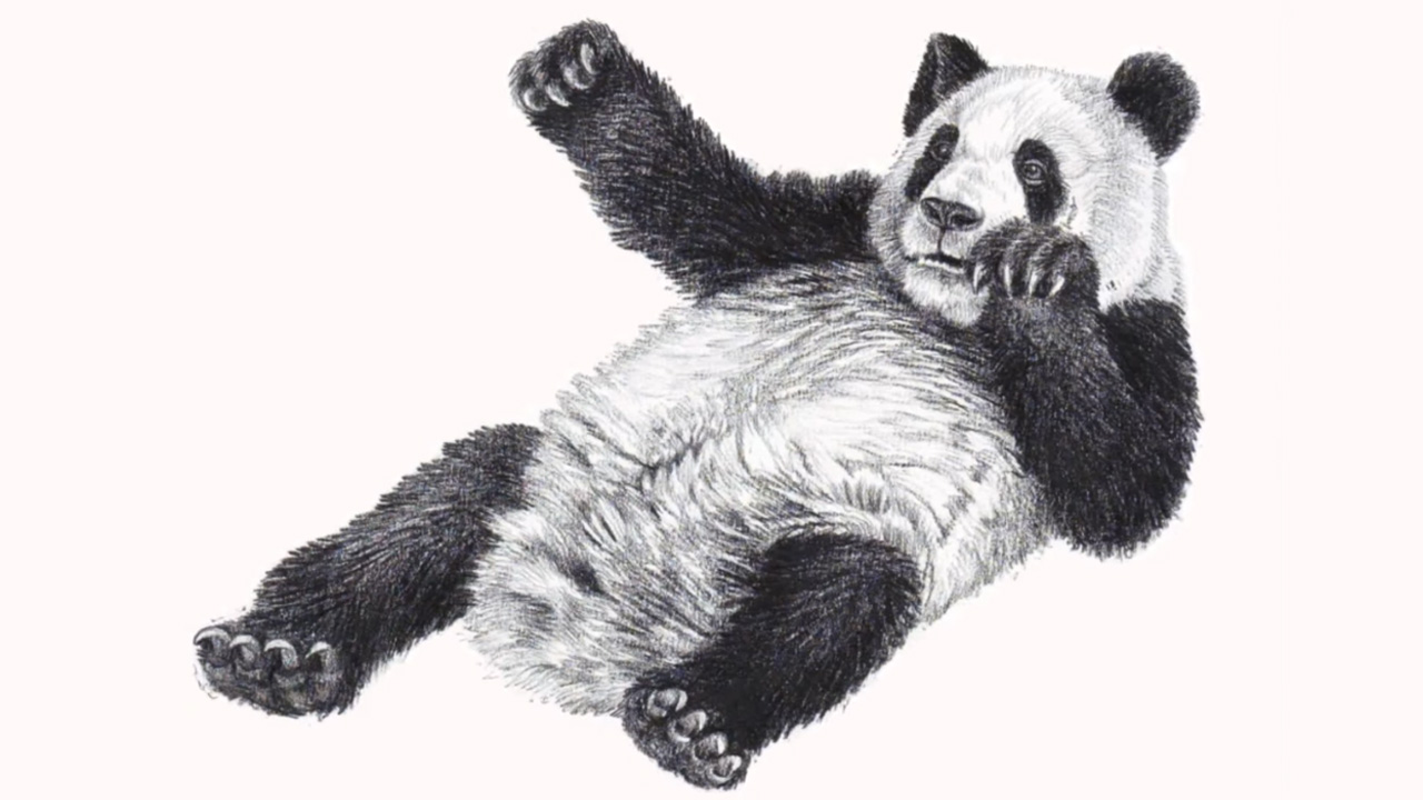 Draw a realistic giant panda: Looks alive using simple art tricks