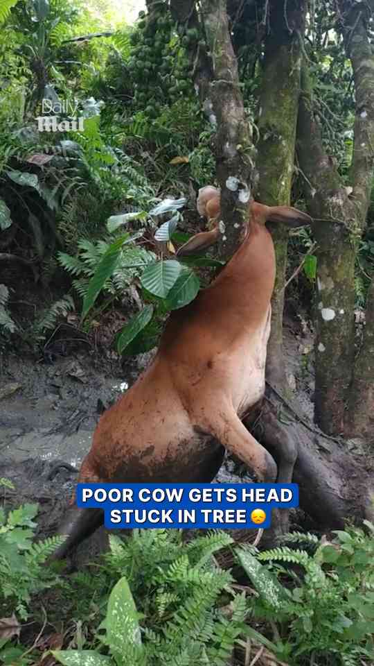 Locals rescue cow stuck with head lodged in tree