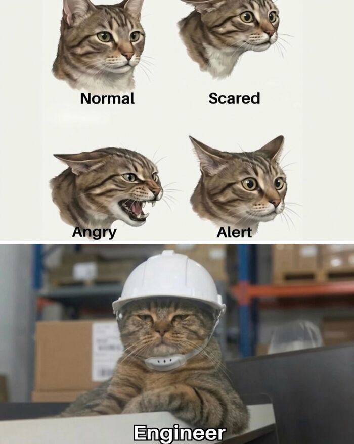 Soft cat memes: 41 cute and funny pics for your daily dose of feline fun