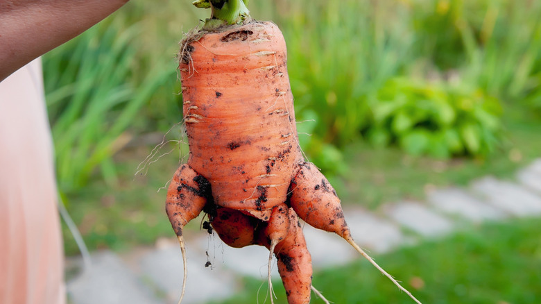 11 easy tips that make growing carrots a breeze