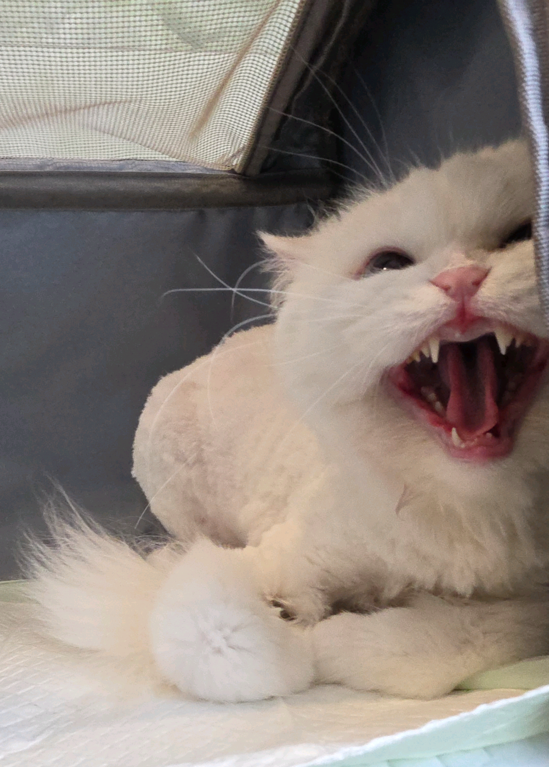 Teeza the spicy grooming challenge 🙀