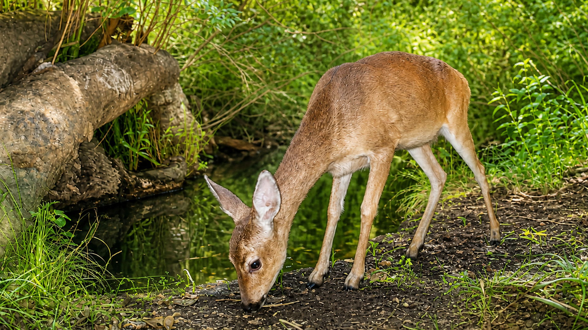 Hidden camera captures a deer visiting a small forest creek