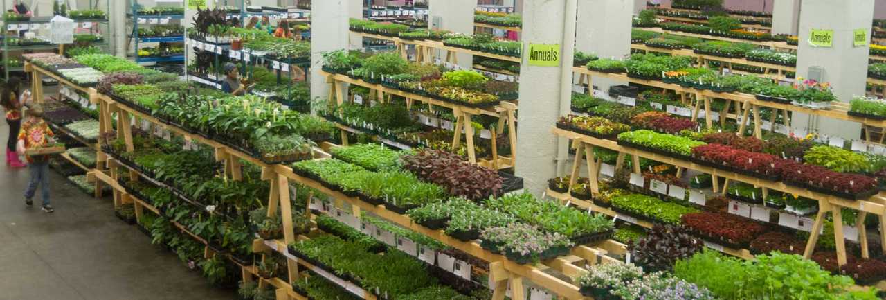 Friends School Plant Sale