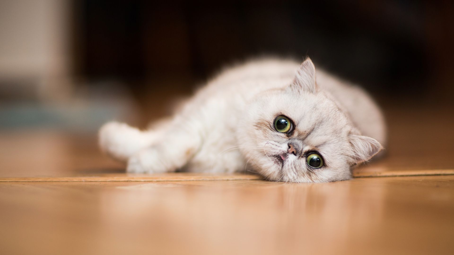 Low energy cat breeds for owners who just want to chill