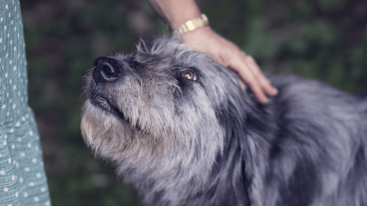 If you notice these 8 signs, your dog sees you as their safe place