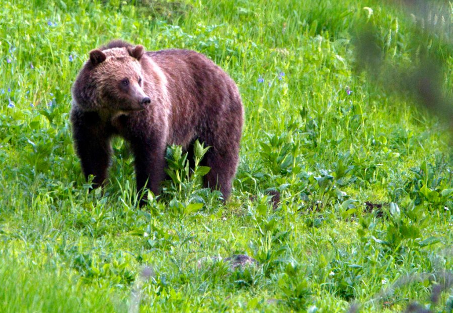 Hikers attacked by bear at Yellowstone National Park