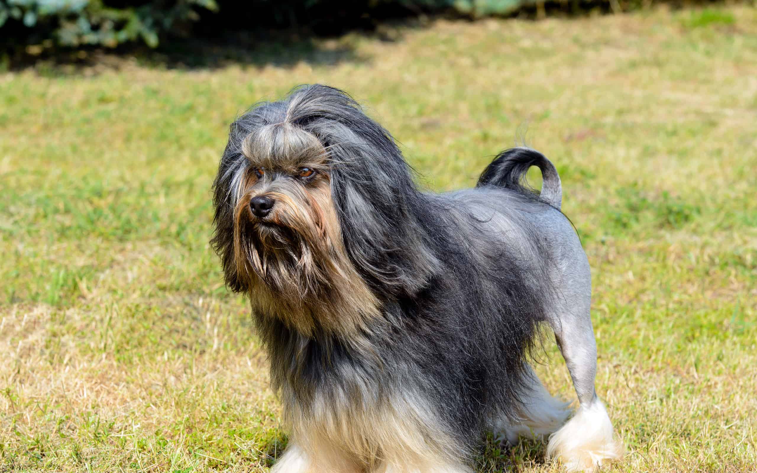 18 of the most expensive pets people own when money is no object