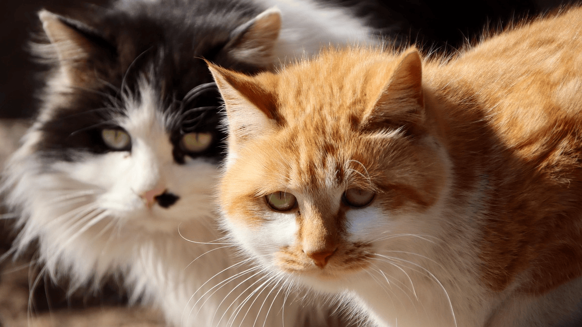 10 feline habits that seem strange, but usually have a simple ...