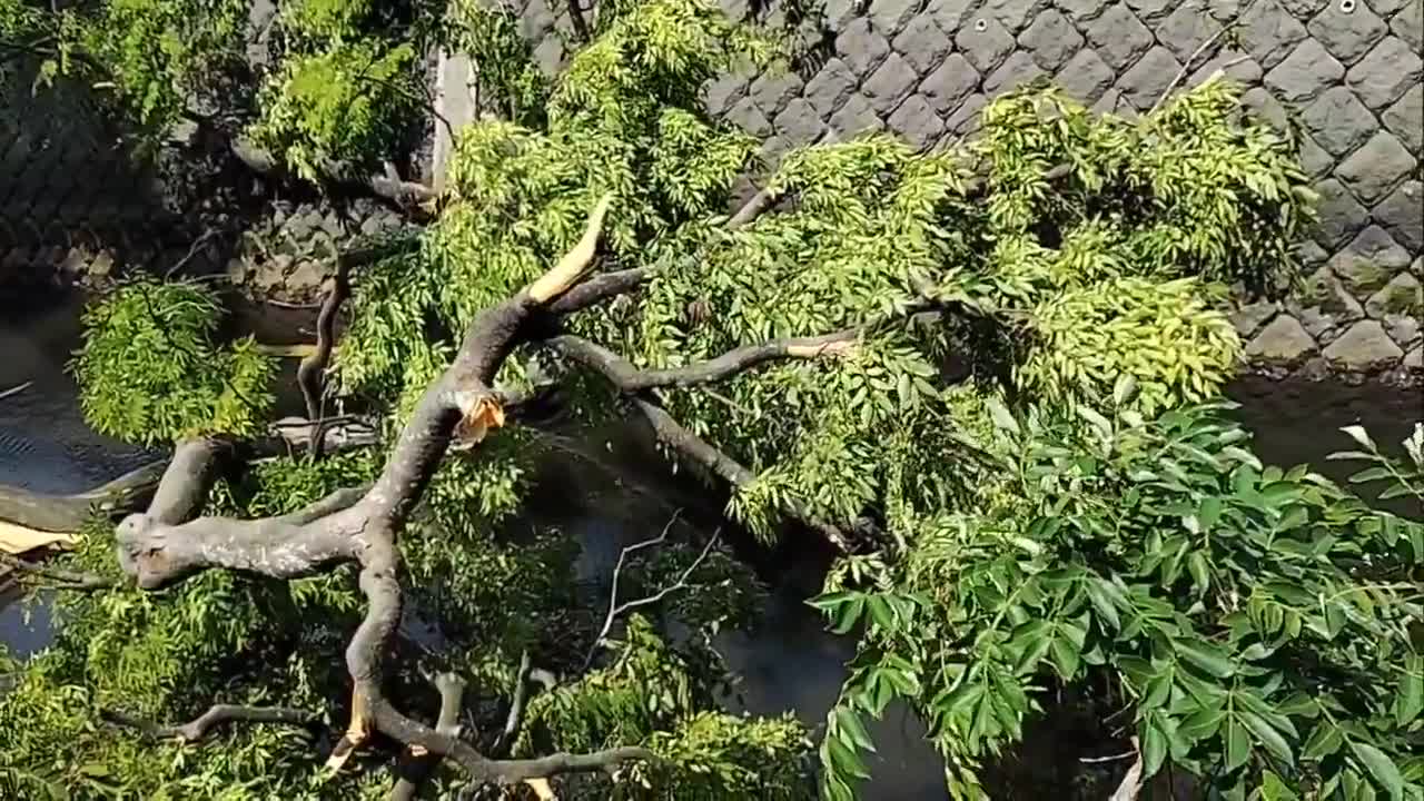 Japan: Strong winds snap large tree branch at Yokohama shrine