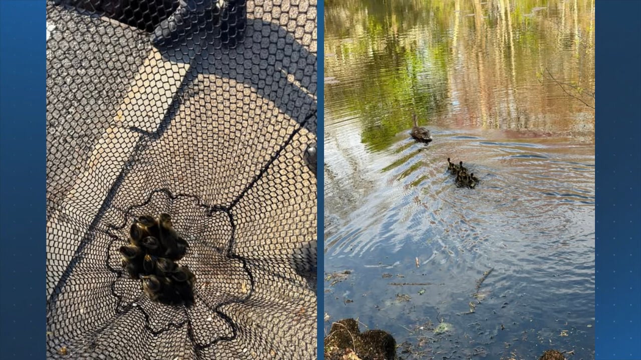 Environmental police save ducklings trapped in storm drain in Watertown