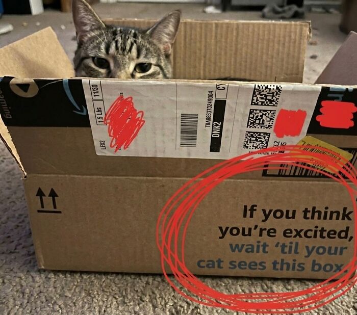 Soft cat memes: 41 cute and funny pics for your daily dose of feline fun