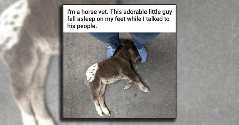 'Happiness is a warm puppy': 21 animal laughs and joys for a happy ...