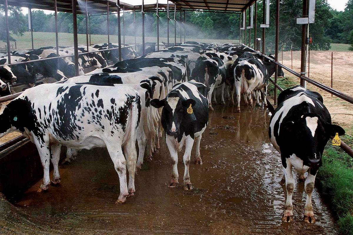 More than 60 cows worth up to $2,000 each stolen from Ohio farm