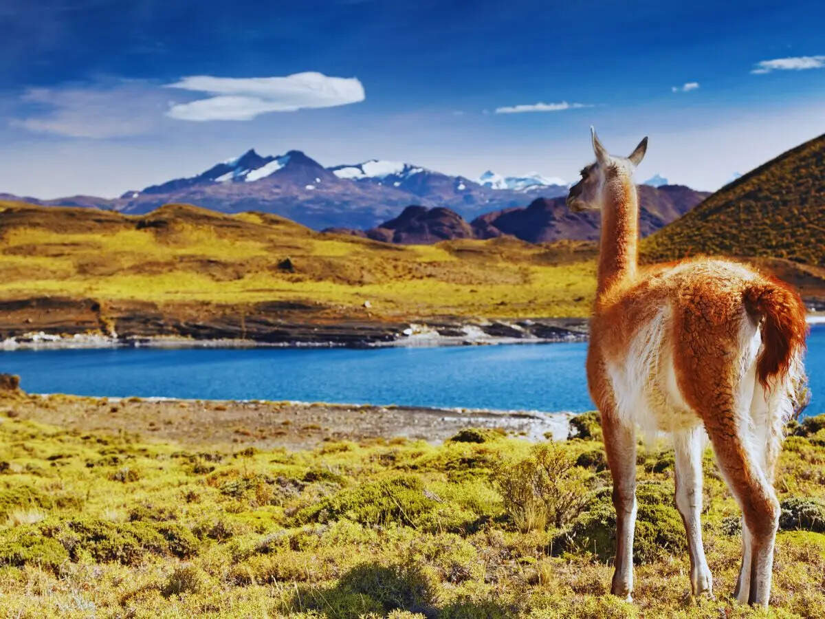 5 unique national parks in South America where waterfalls, wildlife and ...