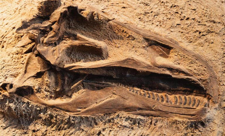 Archaeologists in Spain unearthed one of the rarest and most complete ...