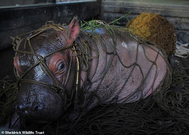 Meet Bumpy the hippo who is being hand-reared after being found nudging ...